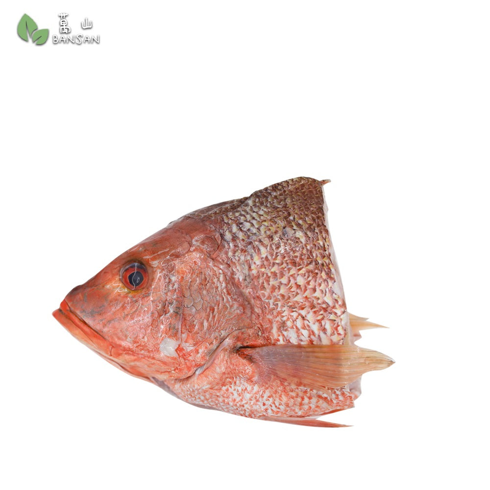 Red Snapper Head (+/-500g - 700g) | Bansan Penang